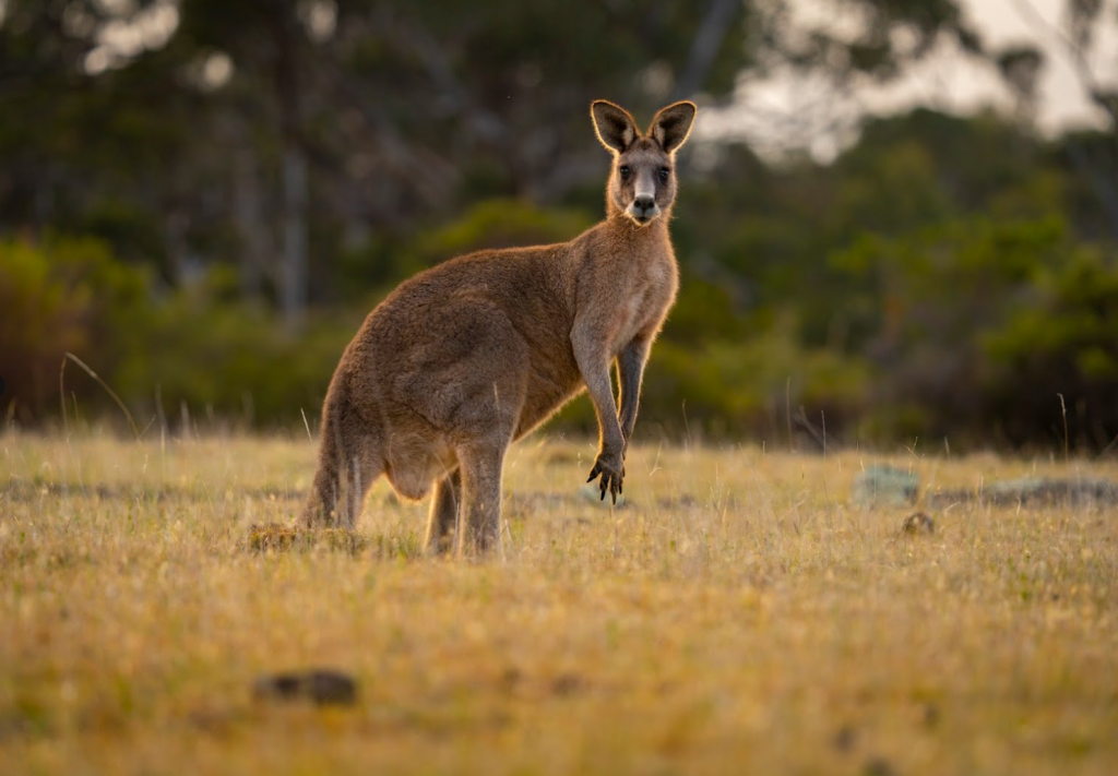 Our Work - Conservation Measures Partnership (CMP)